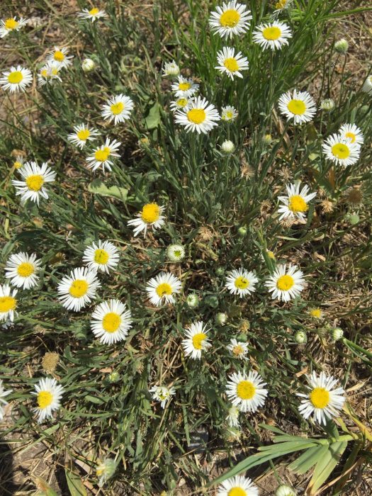 Trailing Daisy | Erigeron flagellaris | Colorado Wildflower