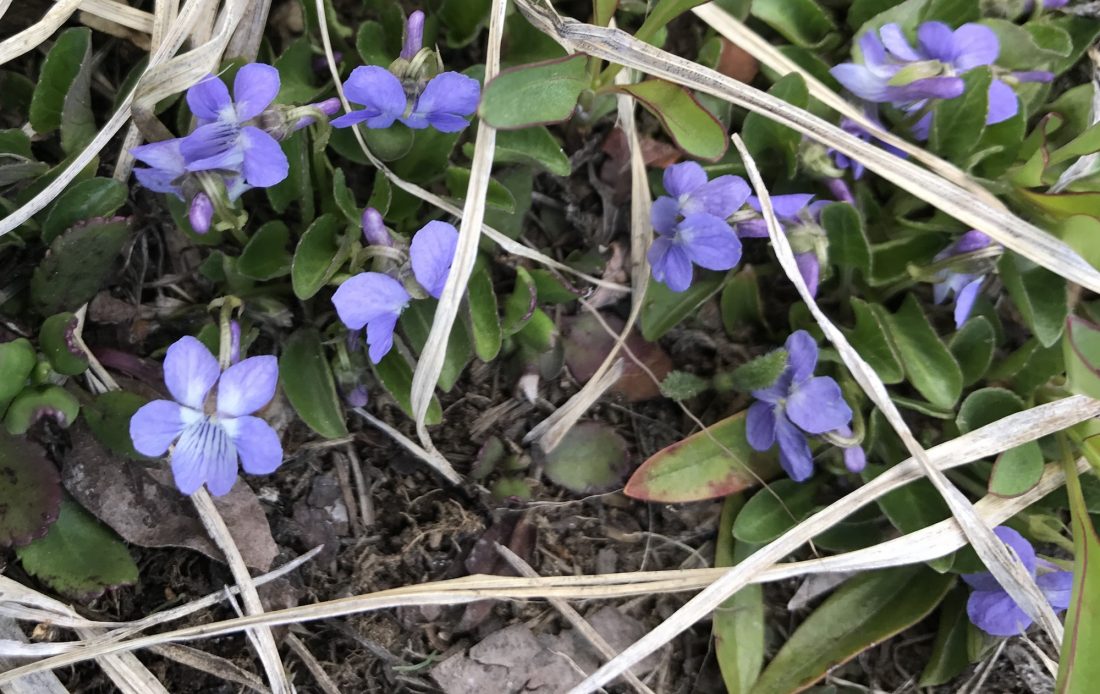 Purple violet with striations | Colorado's Wildflowers