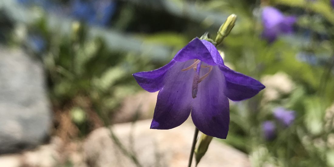 Blue Bell Shaped Flower | Colorado's Wildflowers