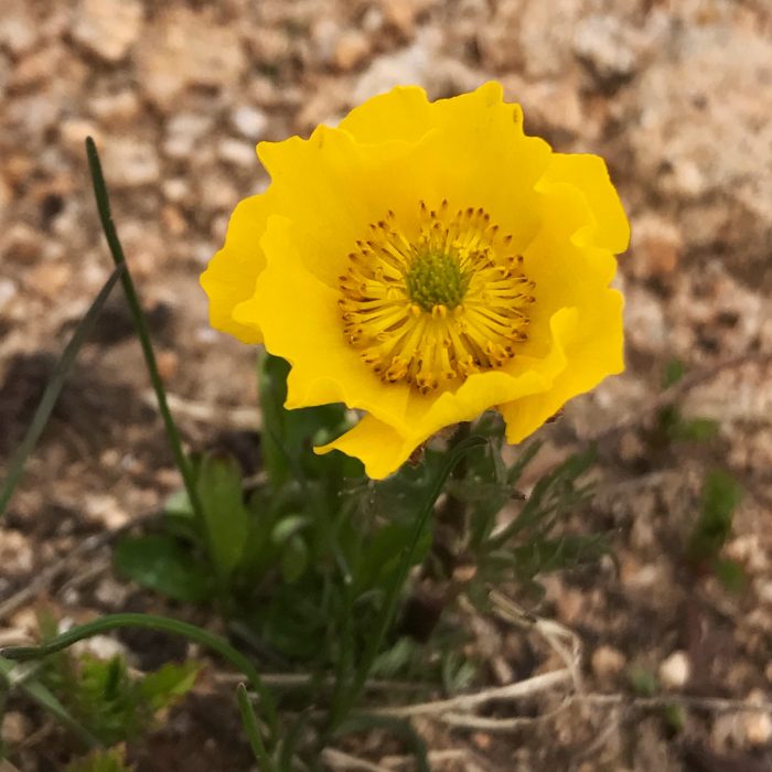 Bright yellow subalpine flower | Colorado's Wildflowers