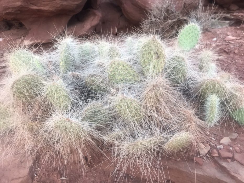 colorado cactus | Colorado's Wildflowers
