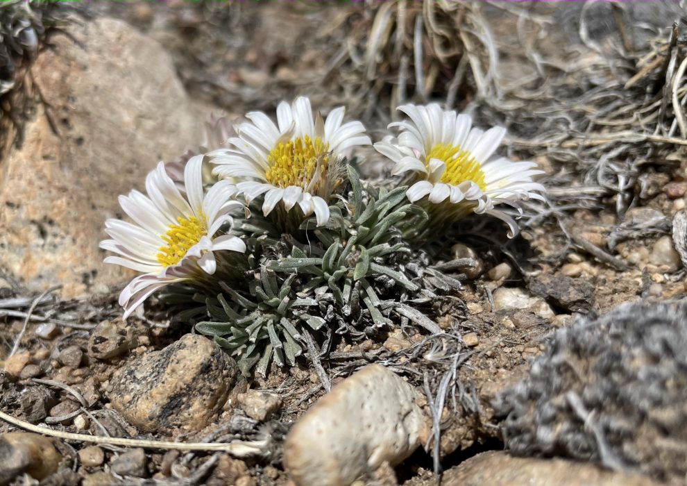 spring blooming daisy | Colorado's Wildflowers