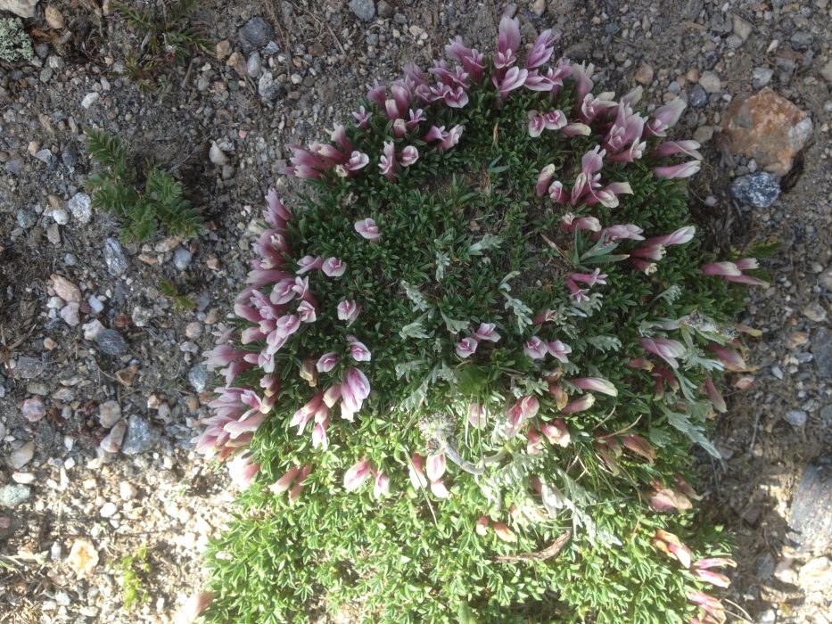 Dwarf Clover | Trifolium nanum | Colorado Wildflower
