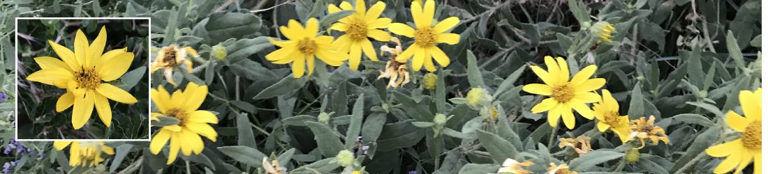 Dwarf Golden Aster | Colorado's Wildflowers