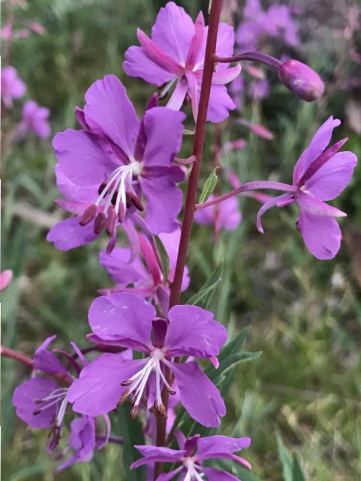 fireweed | Colorado's Wildflowers