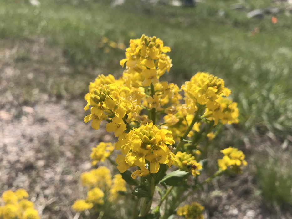 golden-draba | Colorado's Wildflowers