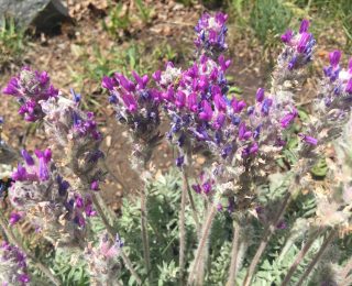 Purple Wildflowers | Colorado's Wildflowers