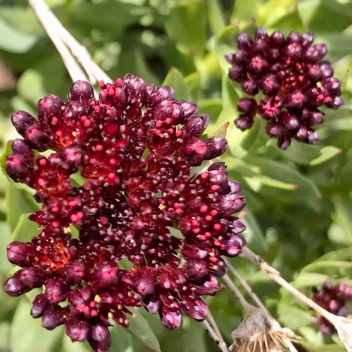 kings crown flower | Colorado's Wildflowers