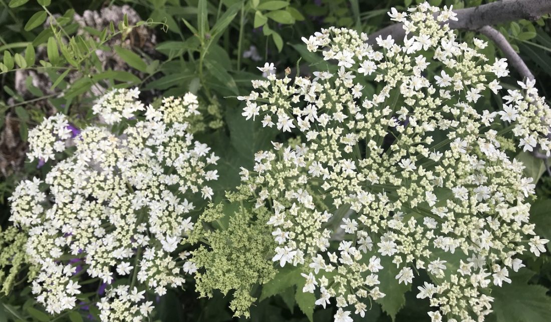 Large white umbel flower | Colorado's Wildflowers