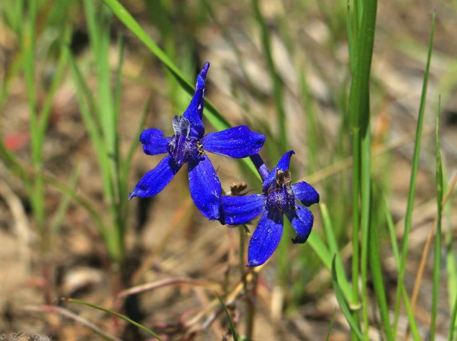 Larkspur | Delphinium nuttallianum | Colorado Wildflower