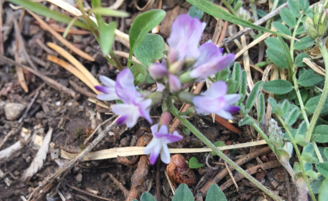 Milky (Tuffed) Milkvetch | Astragalus spatulatus | Colorado Wildflower