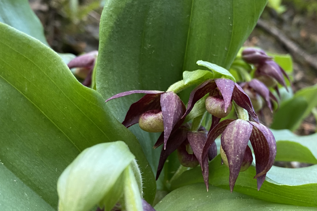 native orchids of colorado | Colorado's Wildflowers