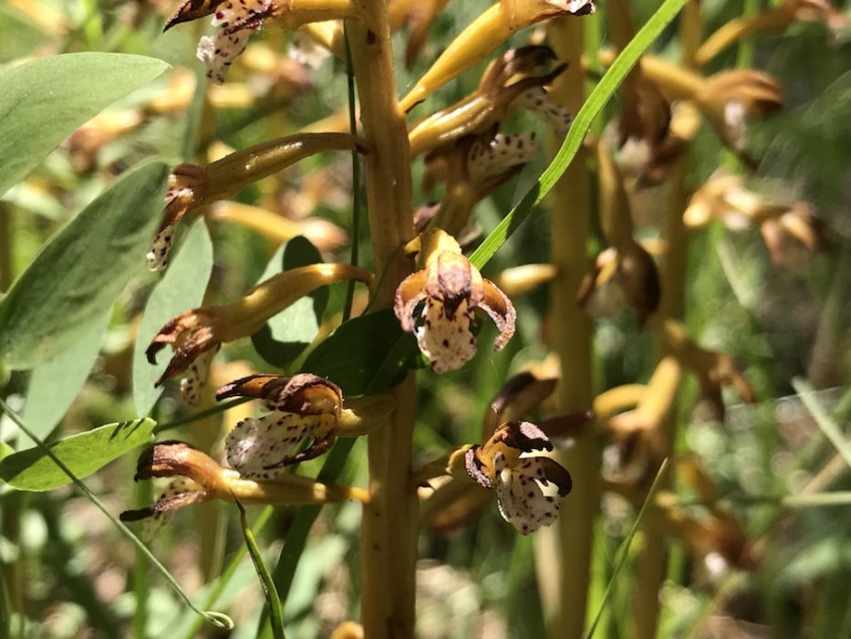 parasitic-flower | Colorado's Wildflowers