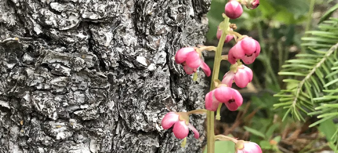 Pink Pyrola | Pyrola asarifolia | Colorado Wildflower