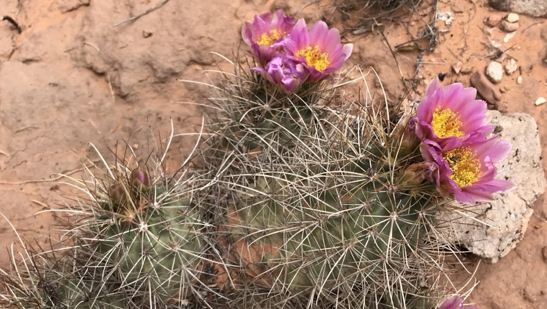 Small-flower Fishhook Cactus | Sclerocactus parviflorus ssp intermedius ...