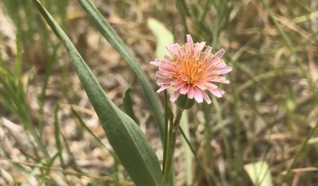Mountain Dandelion | Agoseris aurantiaca | Colorado Wildflower