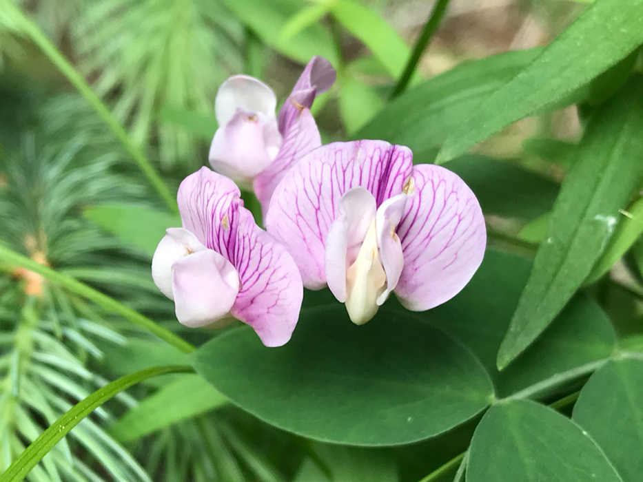 pink-striped-pea | Colorado's Wildflowers