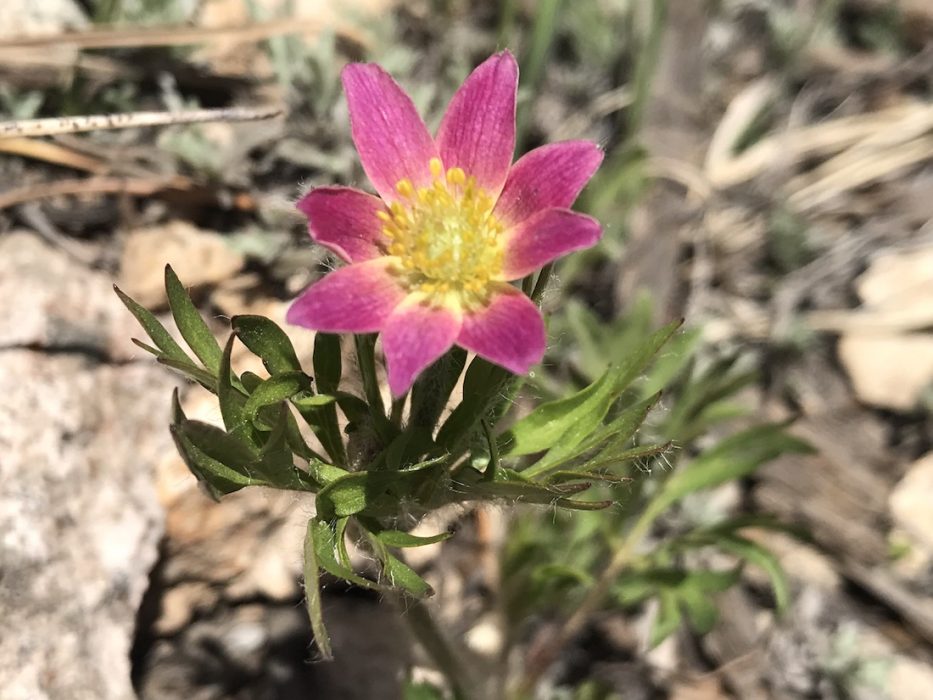 Cutleaf Anemone | Anemone multifida var. multifida | Colorado Wildflower