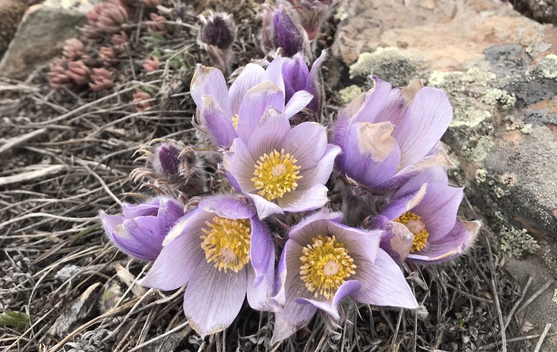 Pasque Flower | Pulsatilla patens | Colorado Wildflower