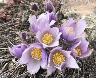Purple Wildflowers | Colorado's Wildflowers