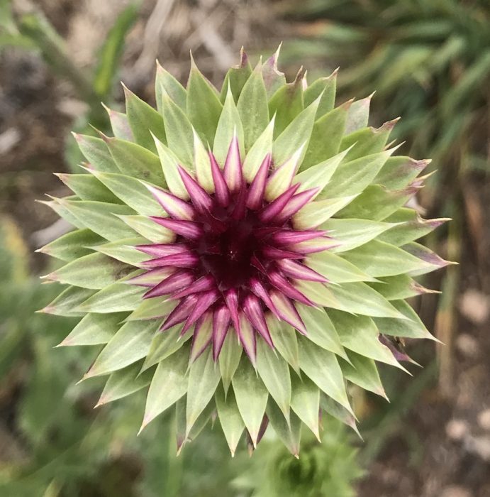 Purple Thistle | Colorado's Wildflowers