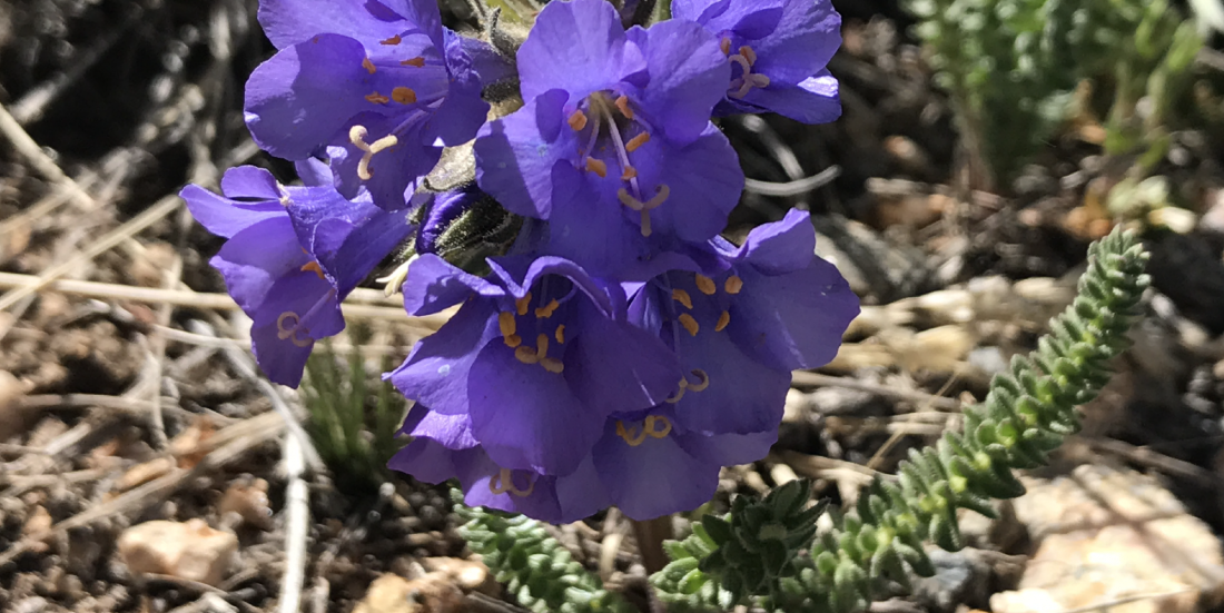 Sky Pilot | Polemonium viscosum | Colorado Wildflower