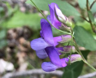 Pink Wildflowers | Colorado's Wildflowers