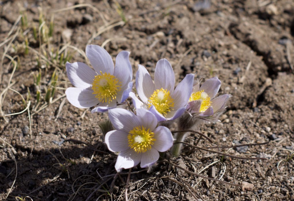 Pasque Flower | Pulsatilla patens | Colorado Wildflower