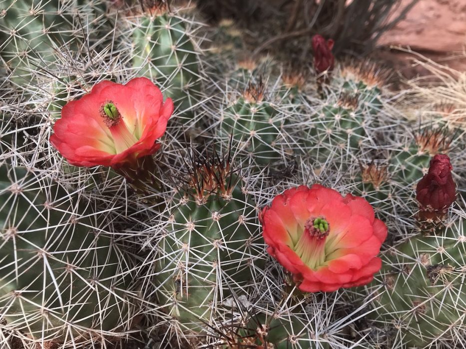 Claret Cup Cactus | Echinocereus triglochidiatus | Colorado Wildflower