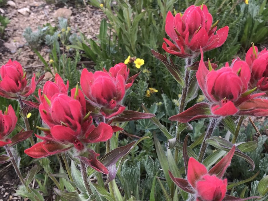 red-paintbrush | Colorado's Wildflowers