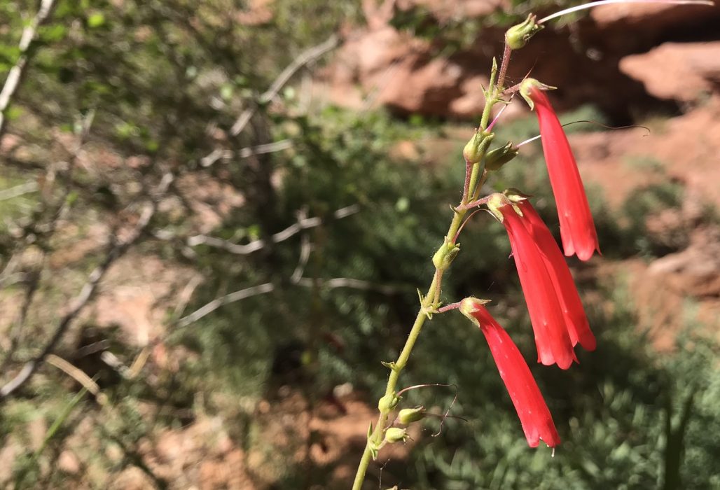 Firecracker Penstemon | Penstemon barbatus | Colorado Wildflower