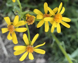 Yellow Wildflowers | Colorado's Wildflowers