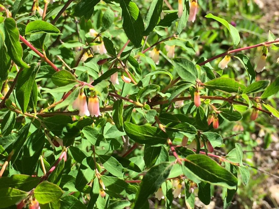 Snowberry | Symphoricarpos rotundifolius | Colorado Wildflower