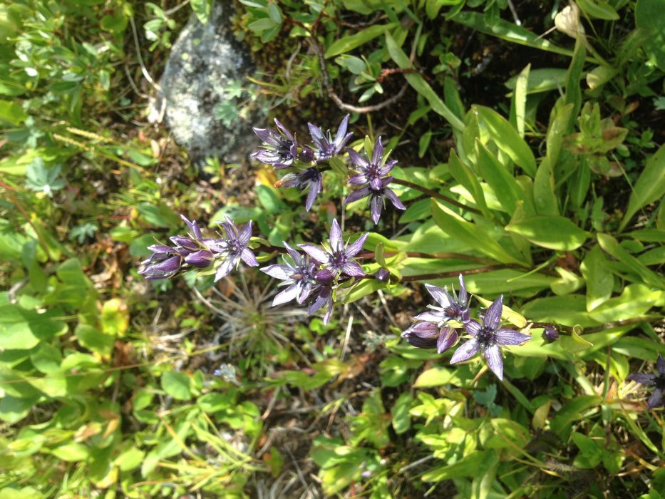 Star shaped blue wildflower | Colorado's Wildflowers