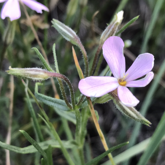 tall pink phlox | Colorado's Wildflowers