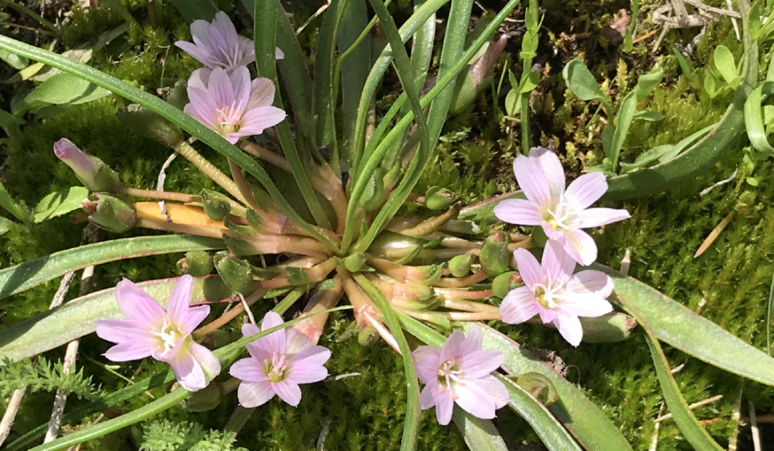 Pygmy Bitterroot | Lewisia pygmaea | Colorado Wildflower