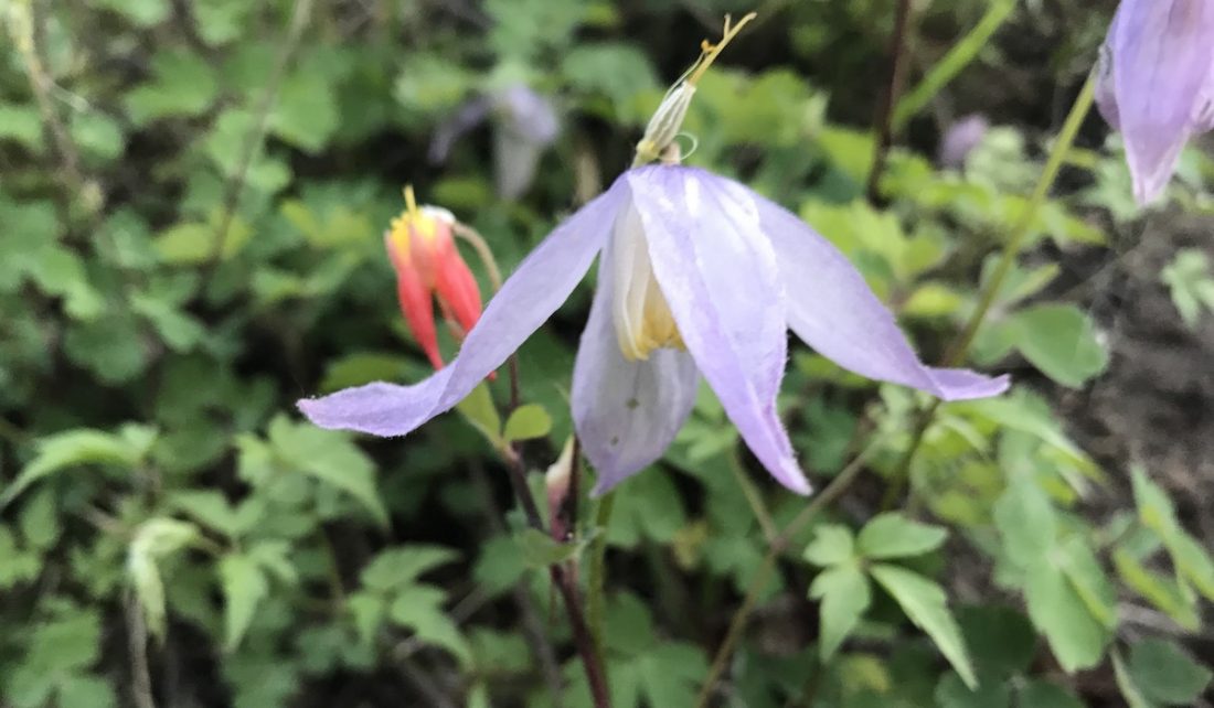 Western Clematis | Clematis occidentalis | Colorado Wildflower