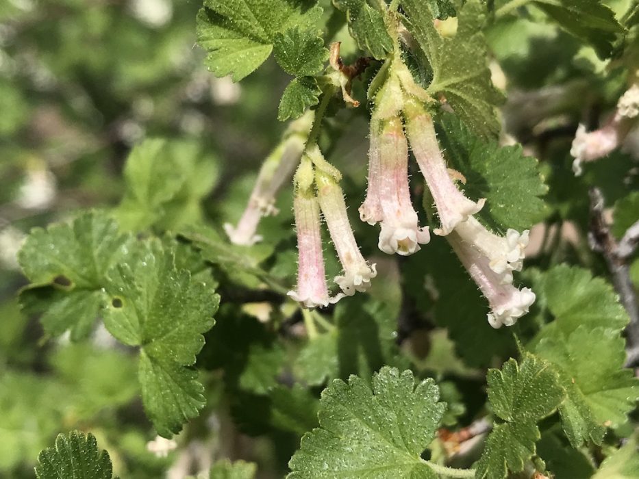 Wax Currant | Ribes cereumW | Colorado Wildflower