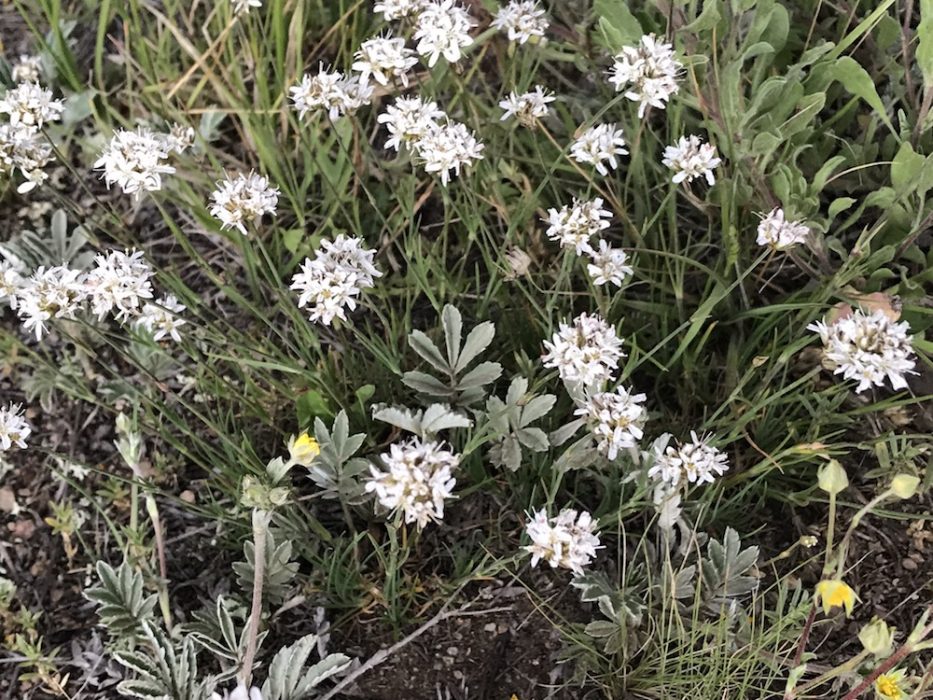White Cluster With Long Stamens Colorados Wildflowers