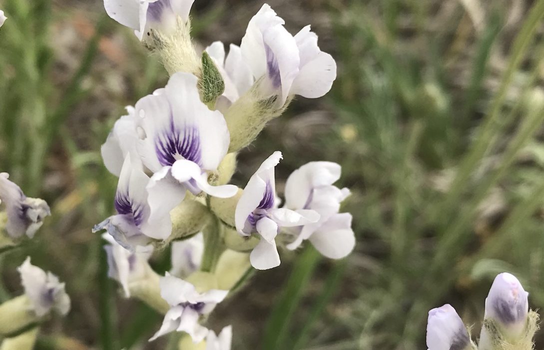 white-locoweed | Colorado's Wildflowers