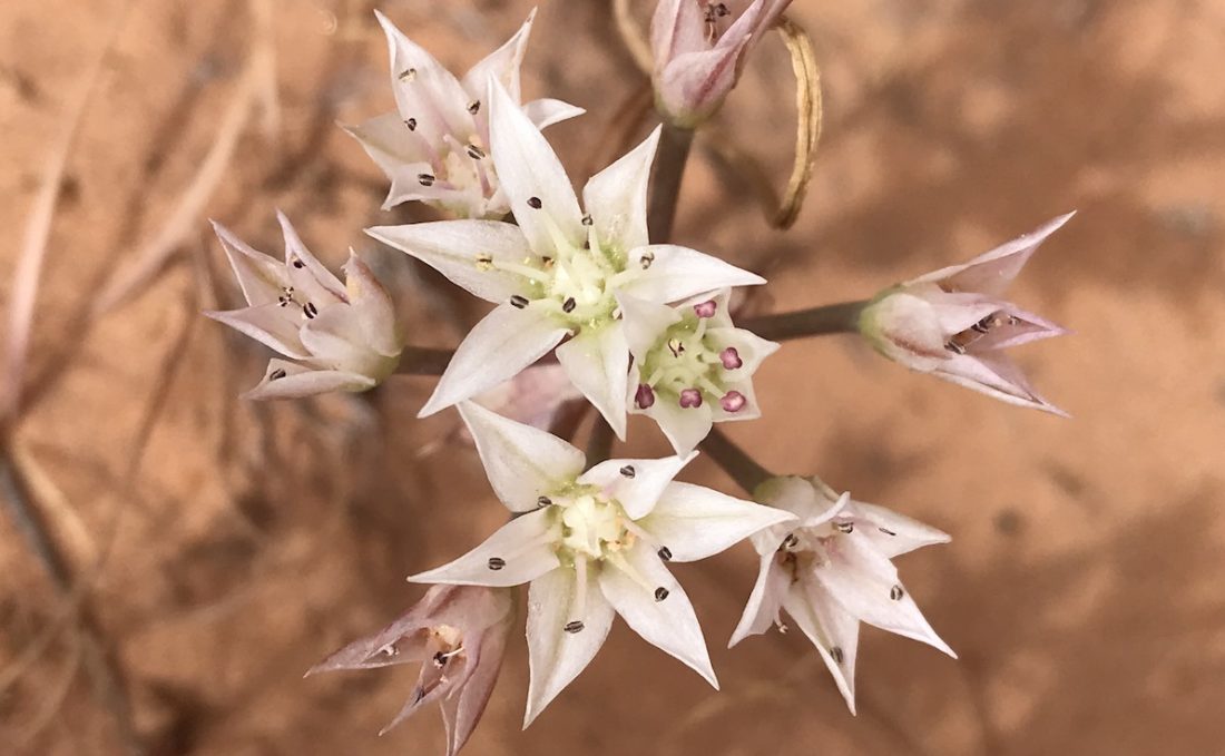 White Pointed Flower | Colorado's Wildflowers