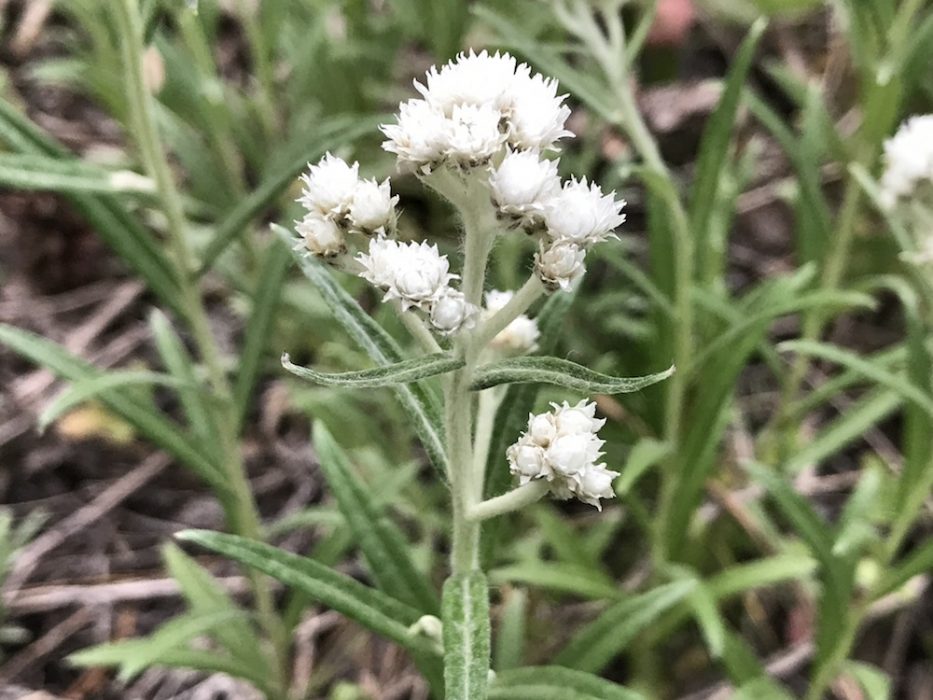 white round flowers | Colorado's Wildflowers