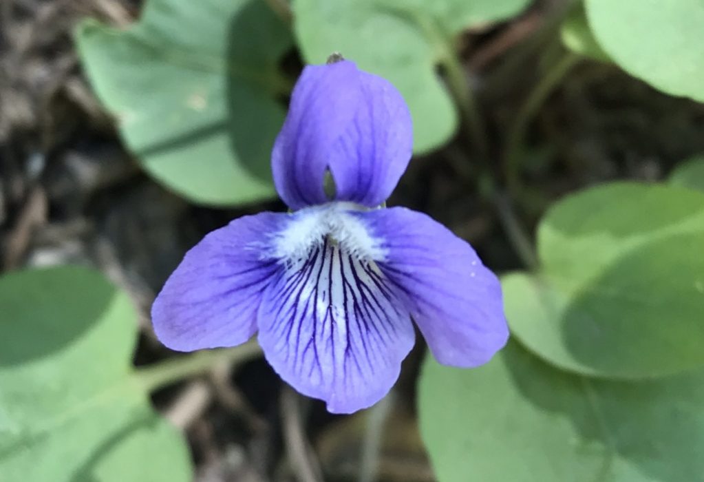 Mountain Blue Violet | Viola adunca | Colorado Wildflower