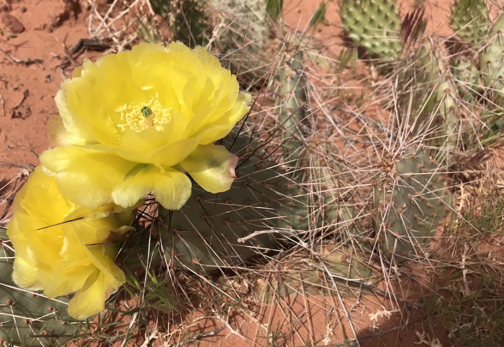 Pricklypear Cactus | Opuntia macrorhiza | Colorado Wildflower