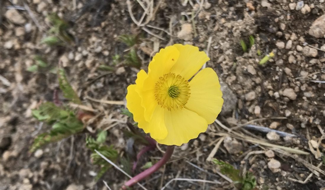 Yellow cup shaped flower in alpine regions | Colorado's Wildflowers