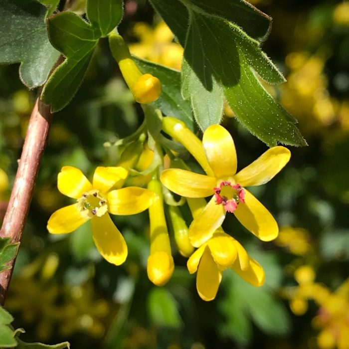 yellow five point flower | Colorado's Wildflowers