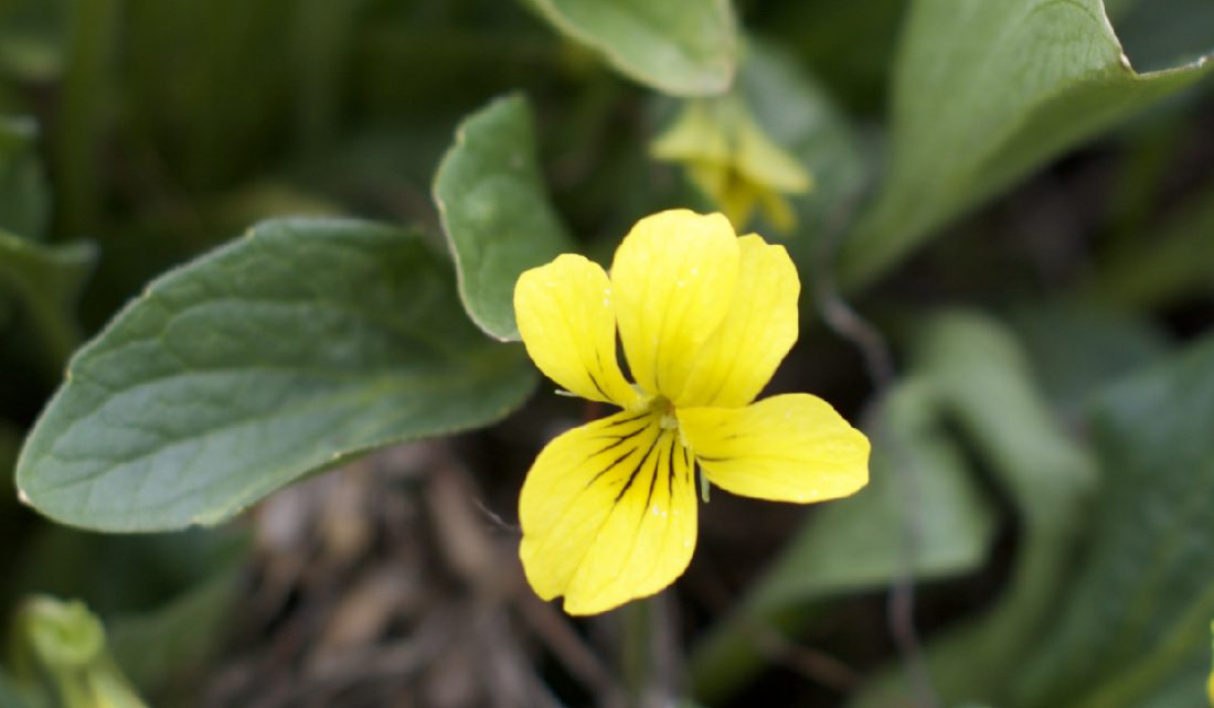 Yellow Violet | Viola nuttallii | Colorado Wildflower
