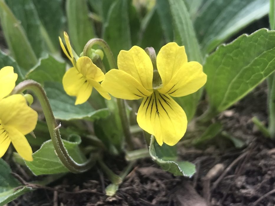 yellow-violet-2 | Colorado's Wildflowers