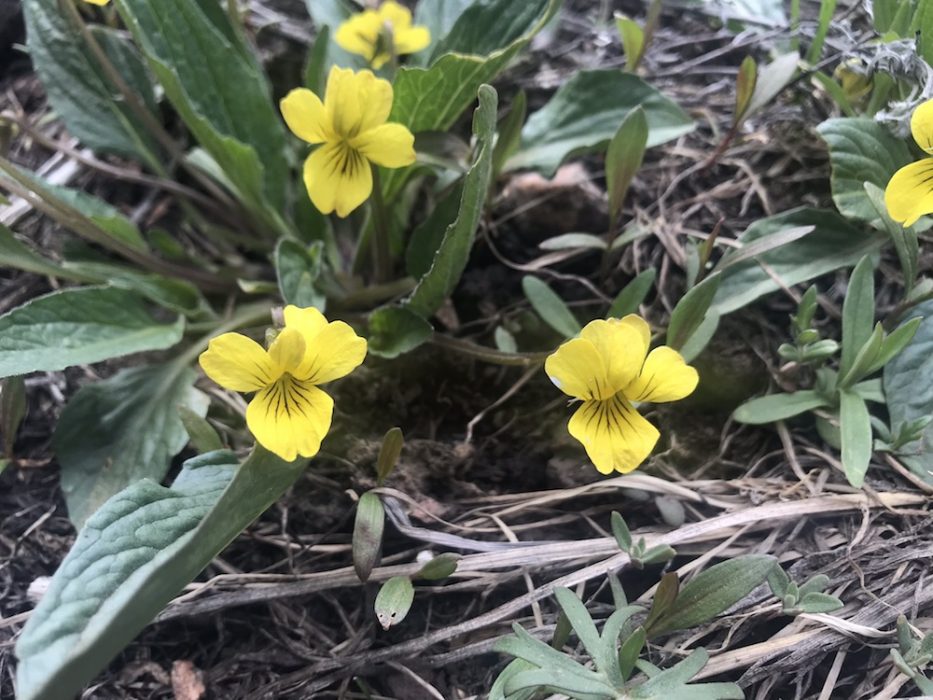 wild yellow violet | Colorado's Wildflowers